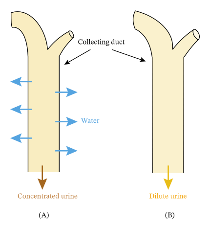 Lesson: Osmoregulation | Nagwa