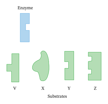 What Are Enzymes Structure And Location Hubpages